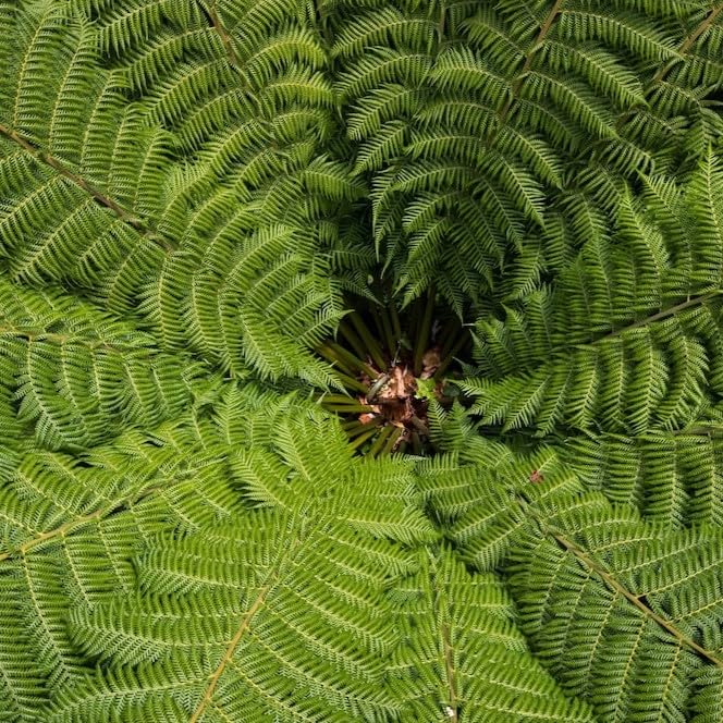 Khejri Live Plant (Rajasthani Sacred Tree) – Pack of 1 : Amazon.in ...