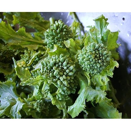 Amazon.com : Broccoli Raab Seeds, Rapini, Heirloom, Non GMO, 100 Seeds ...