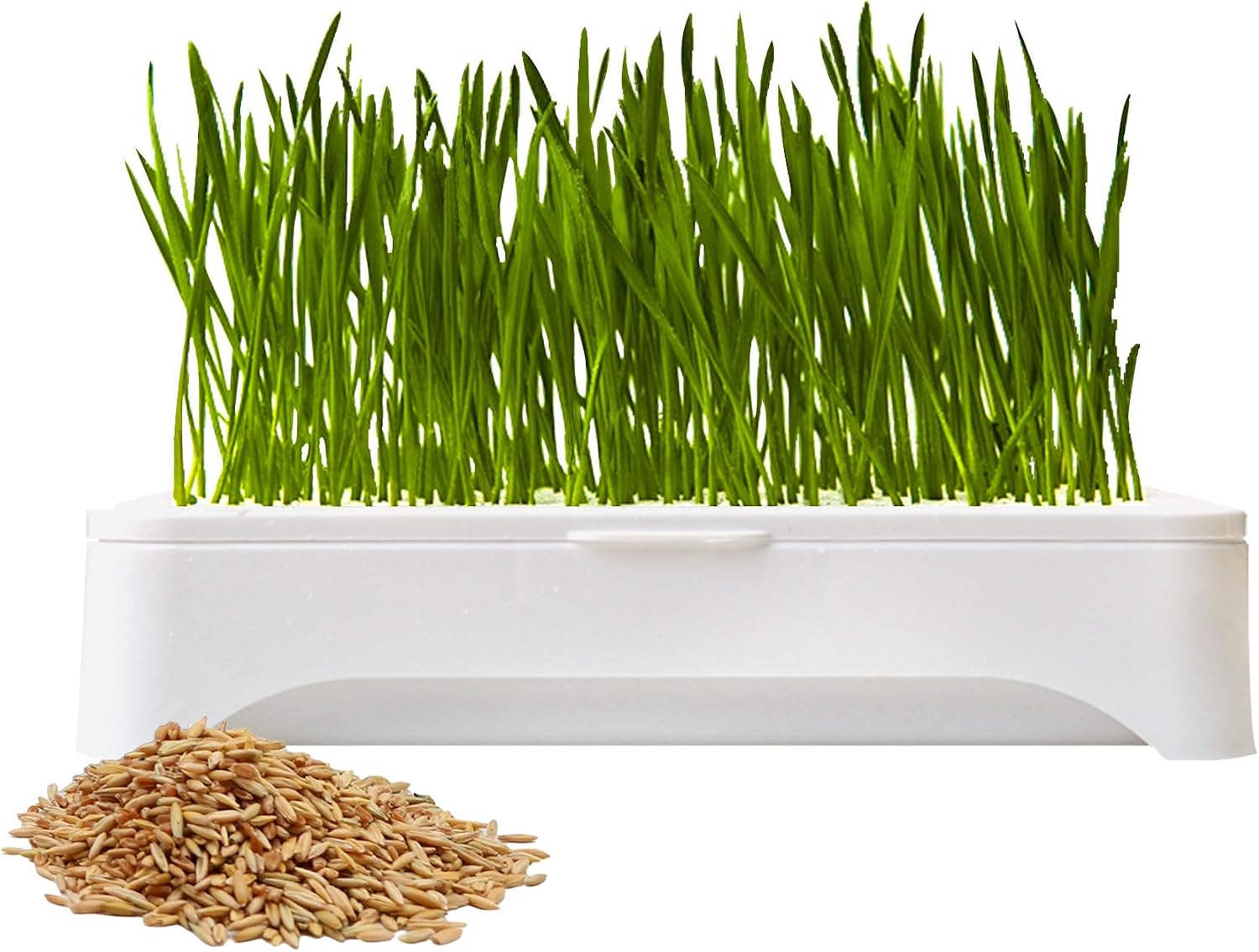 Amazon.com: The Environet Cat Grass for Indoor Cats, Cat Grass Kit with ...
