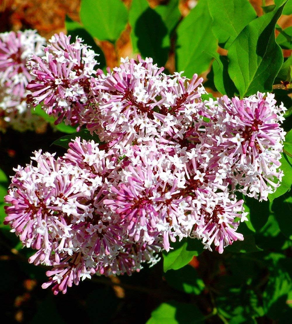 Amazon.com : Tiny Dancer Dwarf Lilac - Compact Growth to only 5 Feet ...