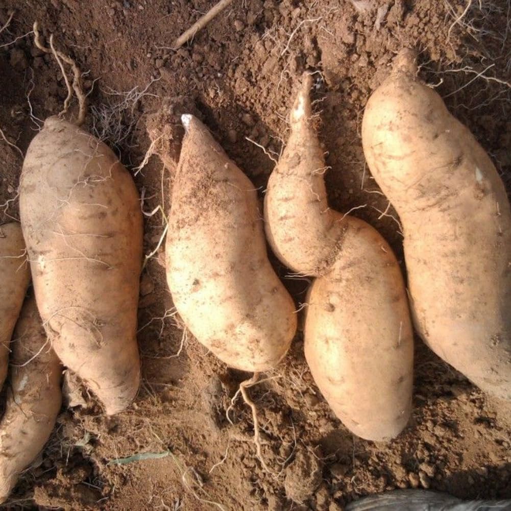 Fruta De Planta De Batata Cuáles Son Las Frutas Y Verduras De