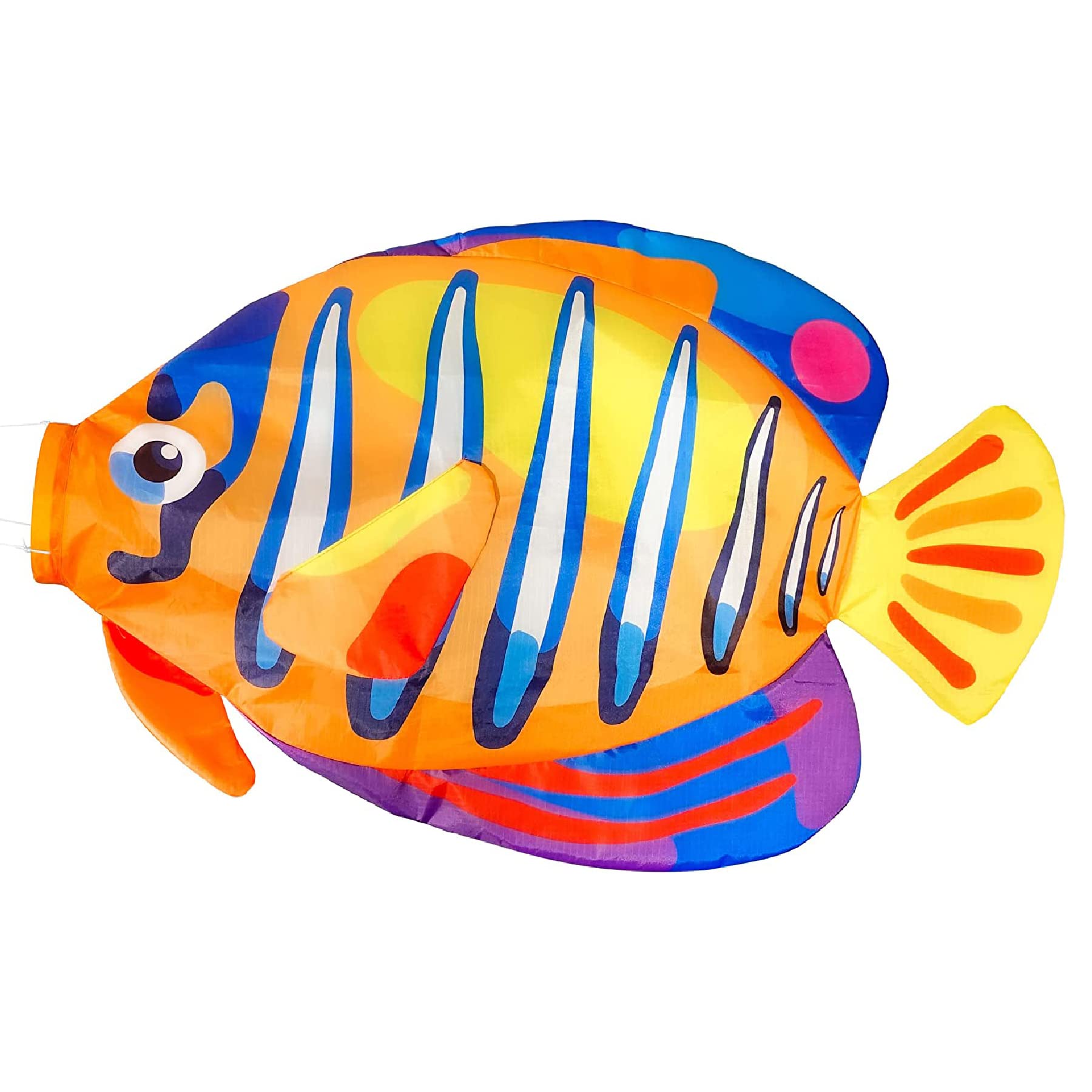 Rainbow Angelfish Rainbow Wrasse Fish World Aquarium