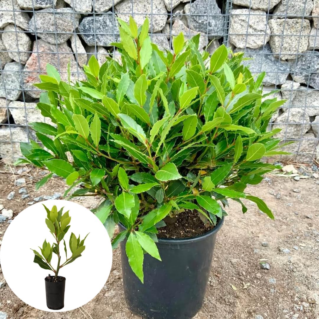 Amazon.com : Set 2 Laurus Nobilis Bay Leaf Trees Live Plants, 5 to 7 ...