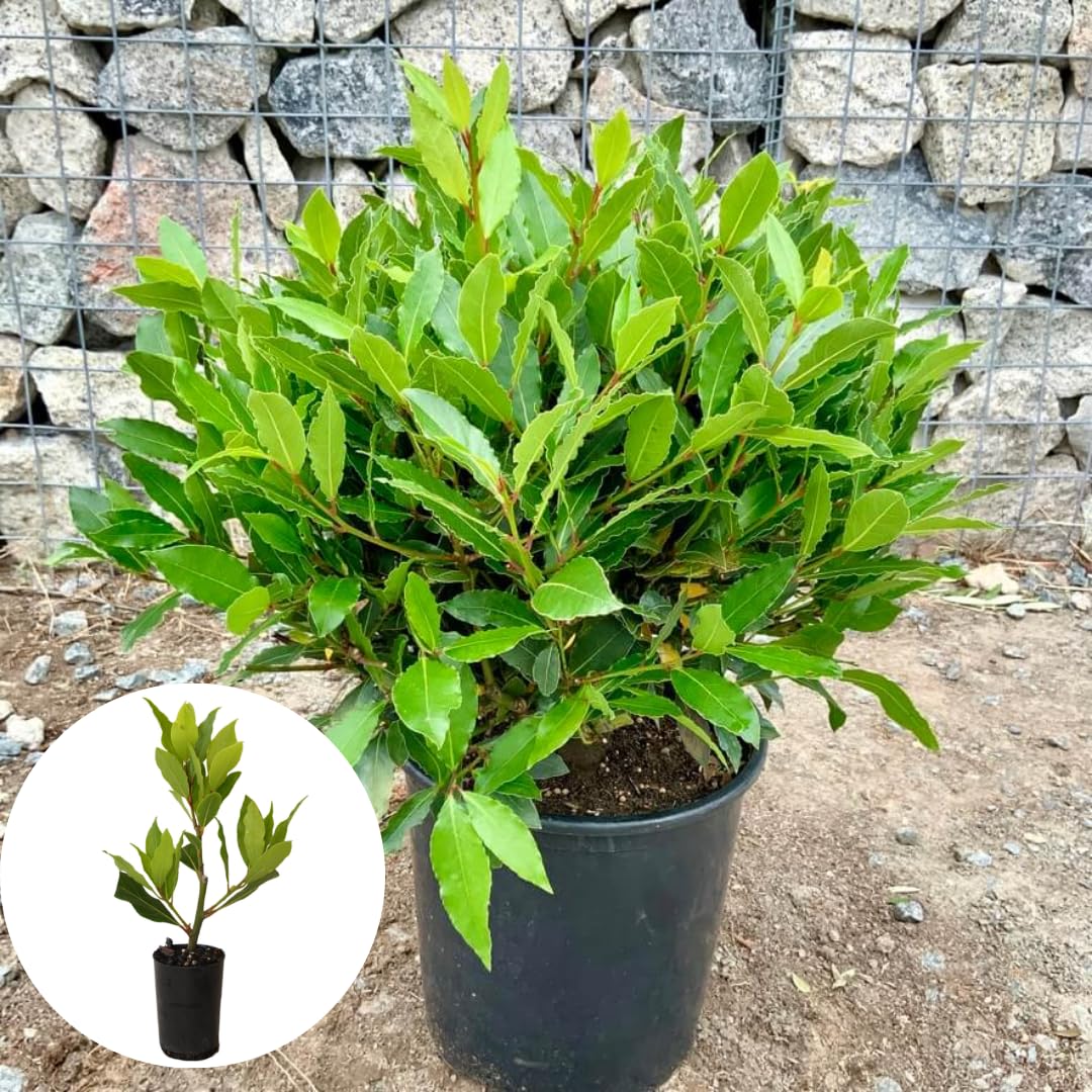 Trees In Pots Bay Leaf Tree Evergreen At Wade Leavitt Blog Curry Leaves ...
