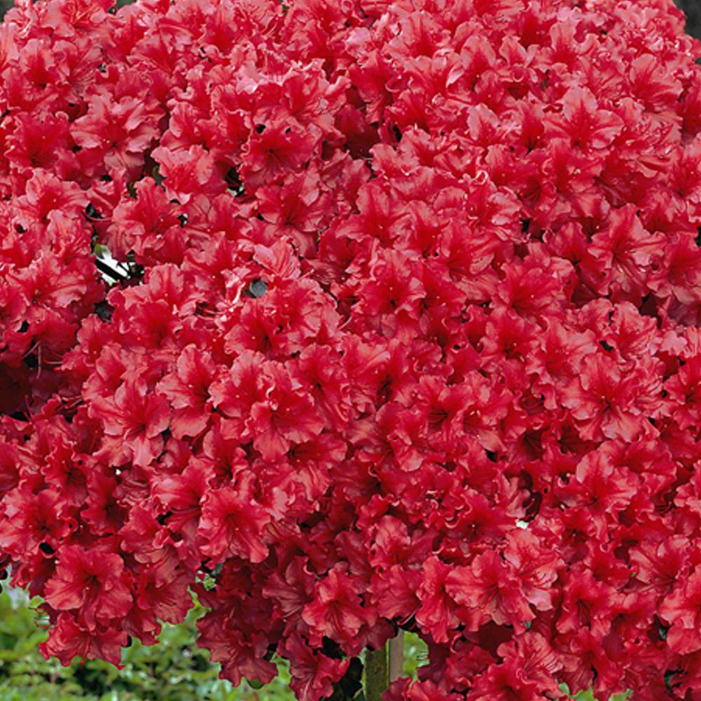 Buy Azalea Standard Shrub Mini Tree Low Maintenance Evergreen Plant ...