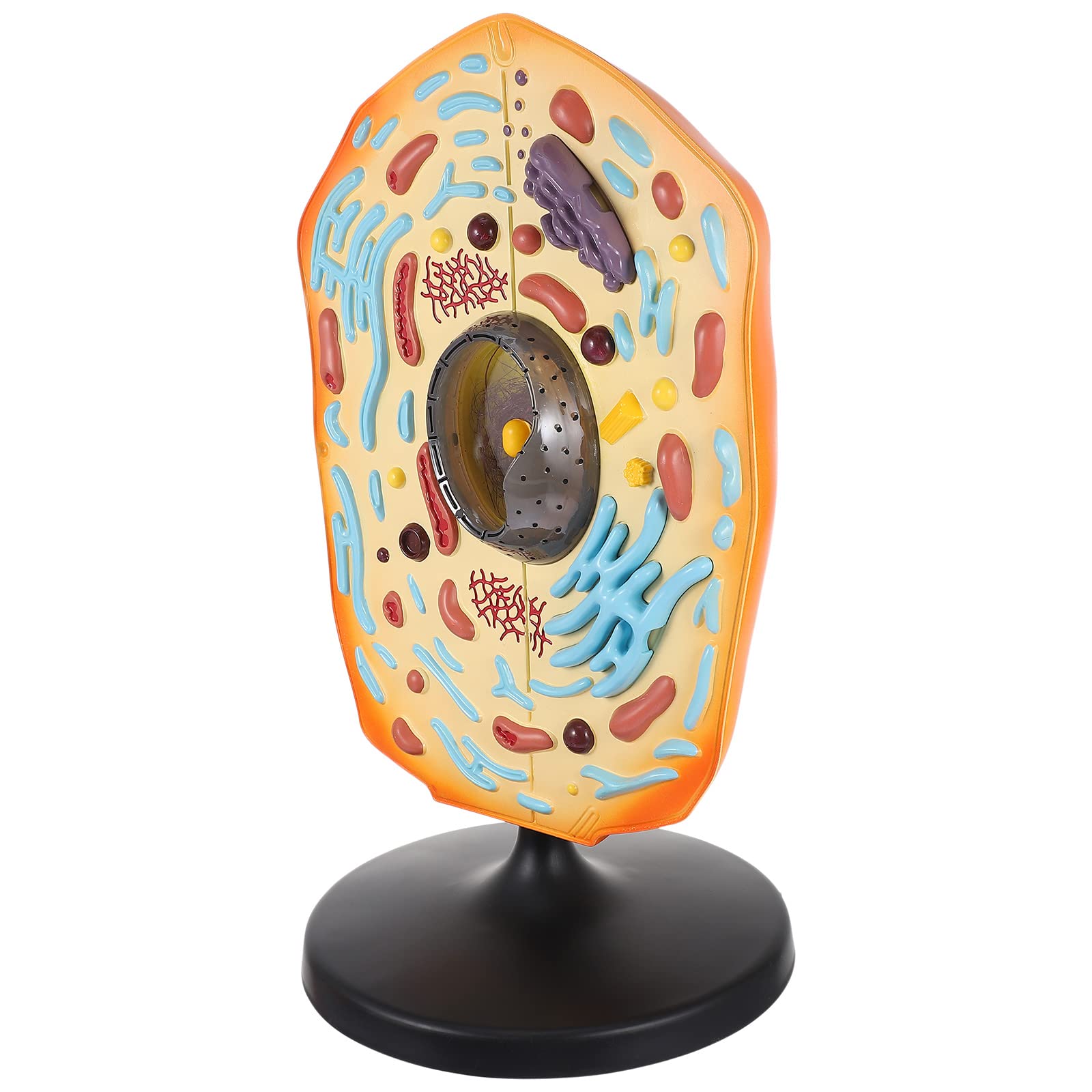 3d Cell Project For Teachers