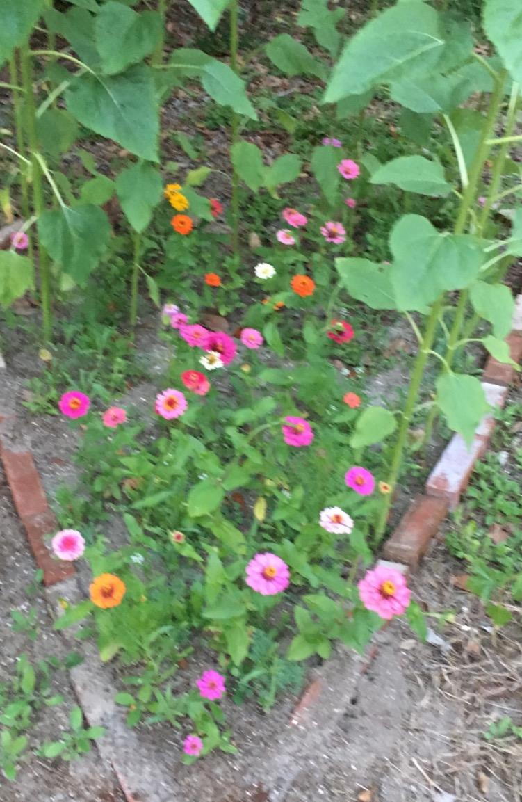 Amazon.com : Botanical Interests"Just Zinnias" Flower Seed Collection ...