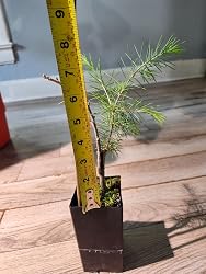 Amazon.com : White Tip Cedar - Cedrus deodara Albospica 3 - Year Live ...