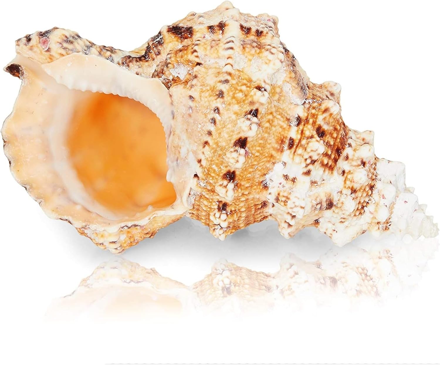 Amazon.com : Juvale Large Natural Conch Sea Shell (5 to 7 in.) : Home ...