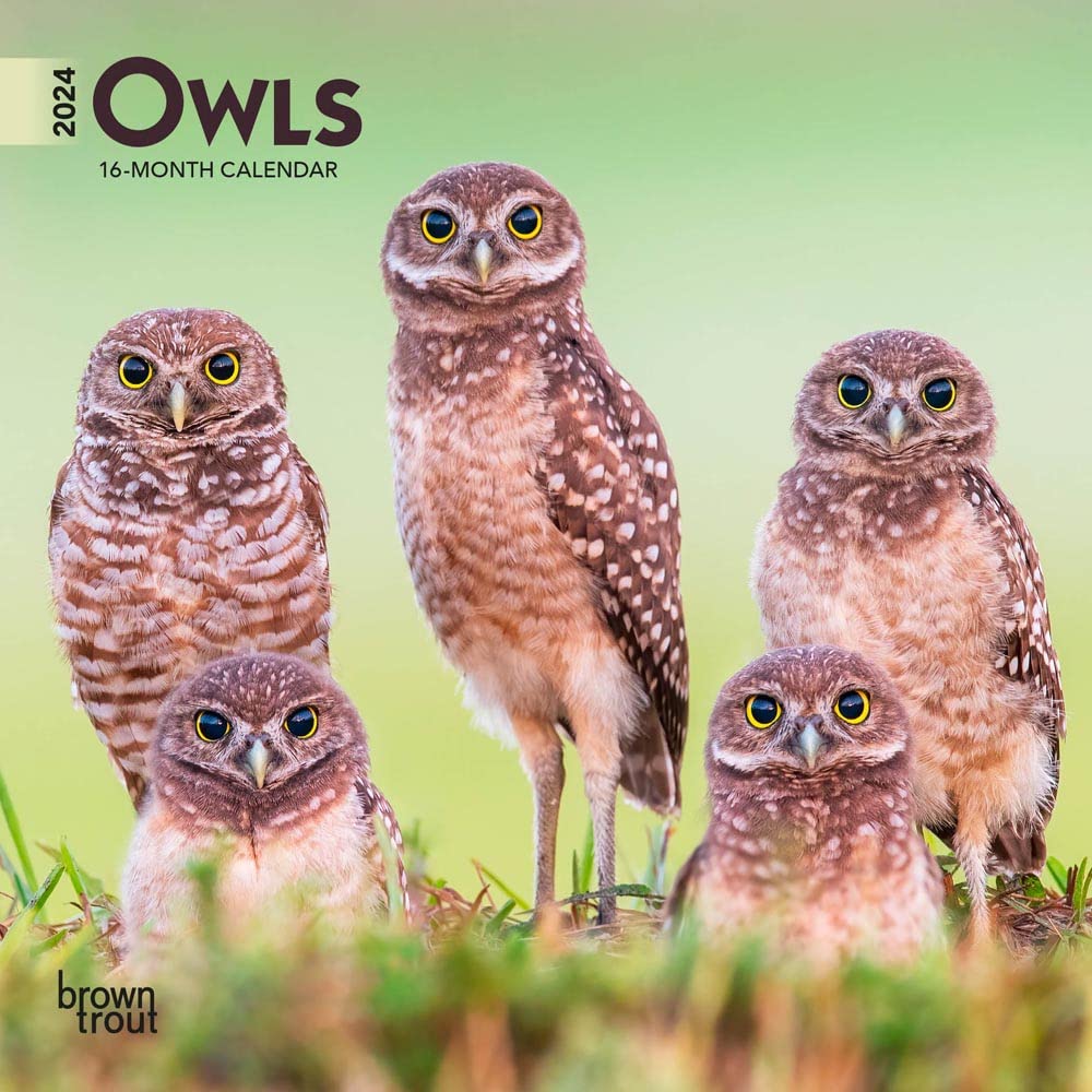 Owls | 2024 7 x 14 Inch Monthly Mini Wall Calendar | BrownTrout ...