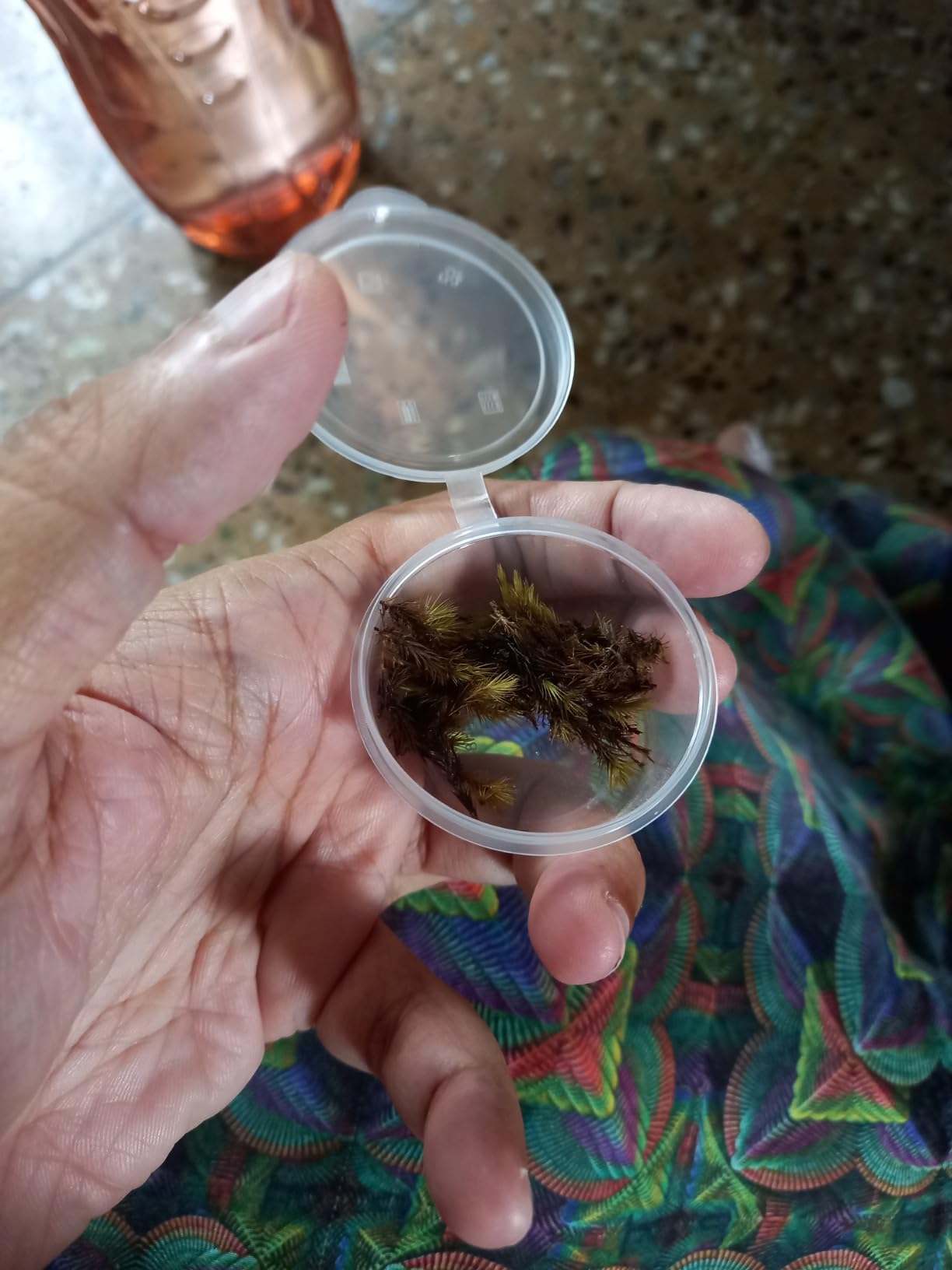 live baby tooth moss Plagiomnium insigne 15-20 seedlings..for ...