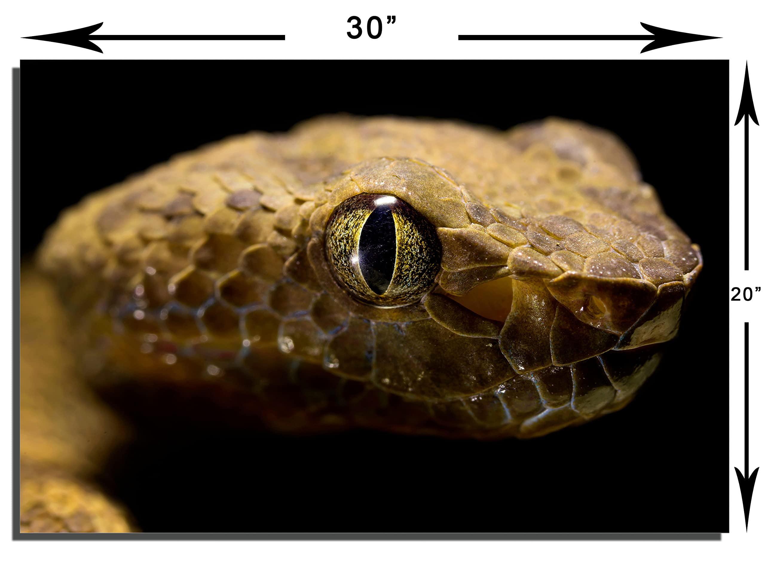 Viper Snake Head