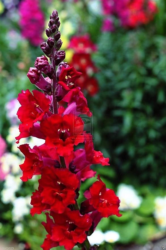 Amazon.com : Snapdragon Seeds - Scarlet Giant'(200 Seeds) - Must Grow ...