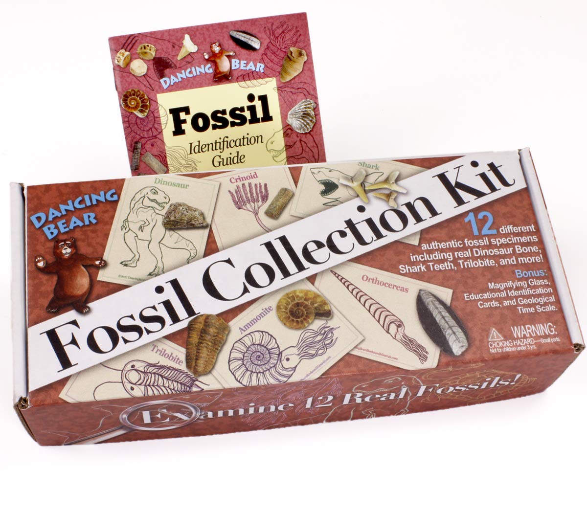 DANCING BEAR Fossil Collection Kit (12 pc): Trilobite, Dinosaur Bone ...