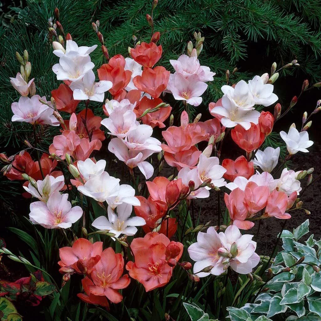 Ankam Tritonia Mix Winter Flower Bulbs (Pack of 10) : Amazon.in: Garden ...