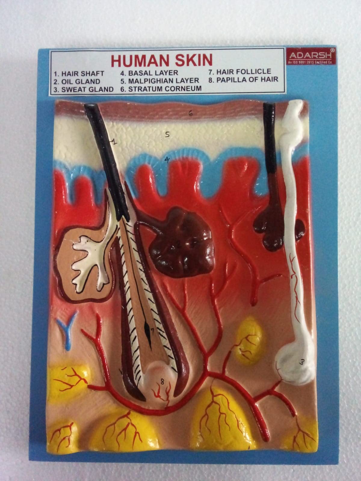 Buy AI-Human Skin Model on Board 10"x15"/Anatomy Medical Model/Biology ...