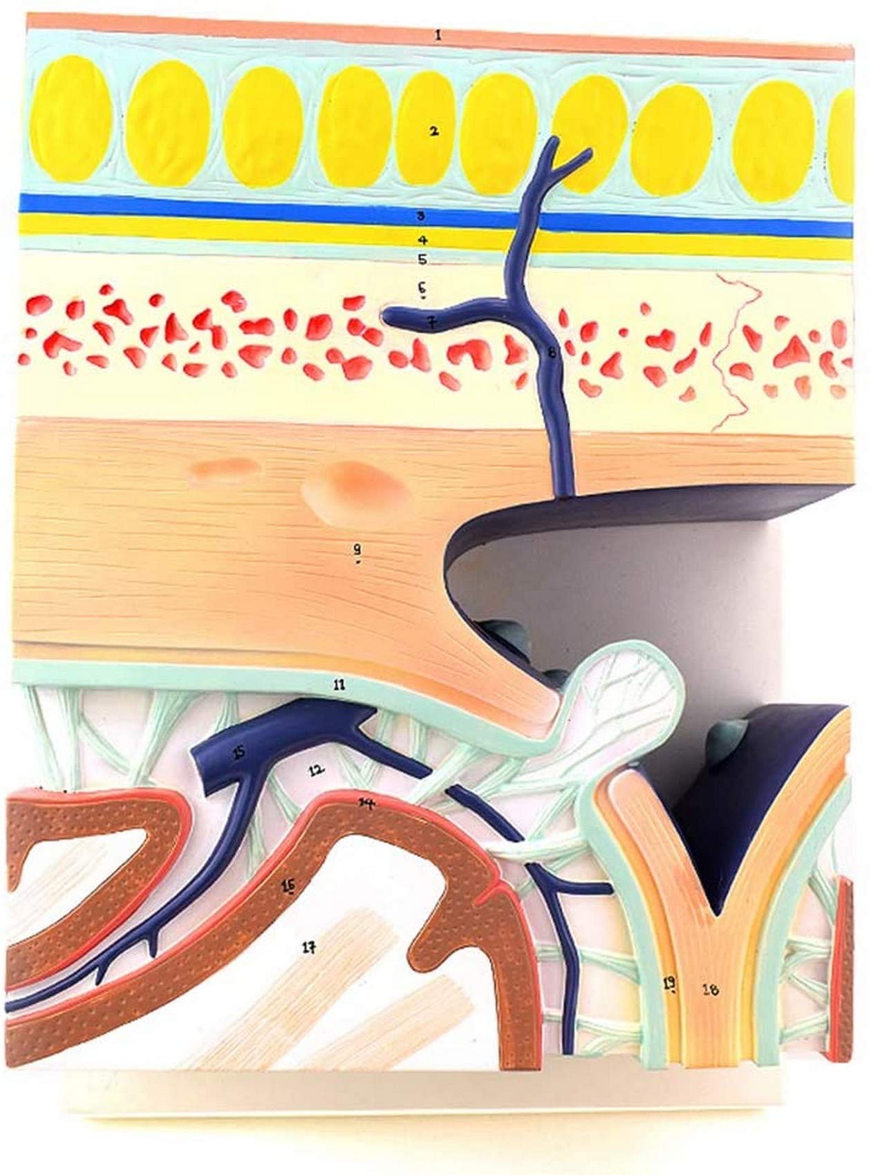 Buy Teaching Model Human Anatomical Model, Skull Base Layered ...