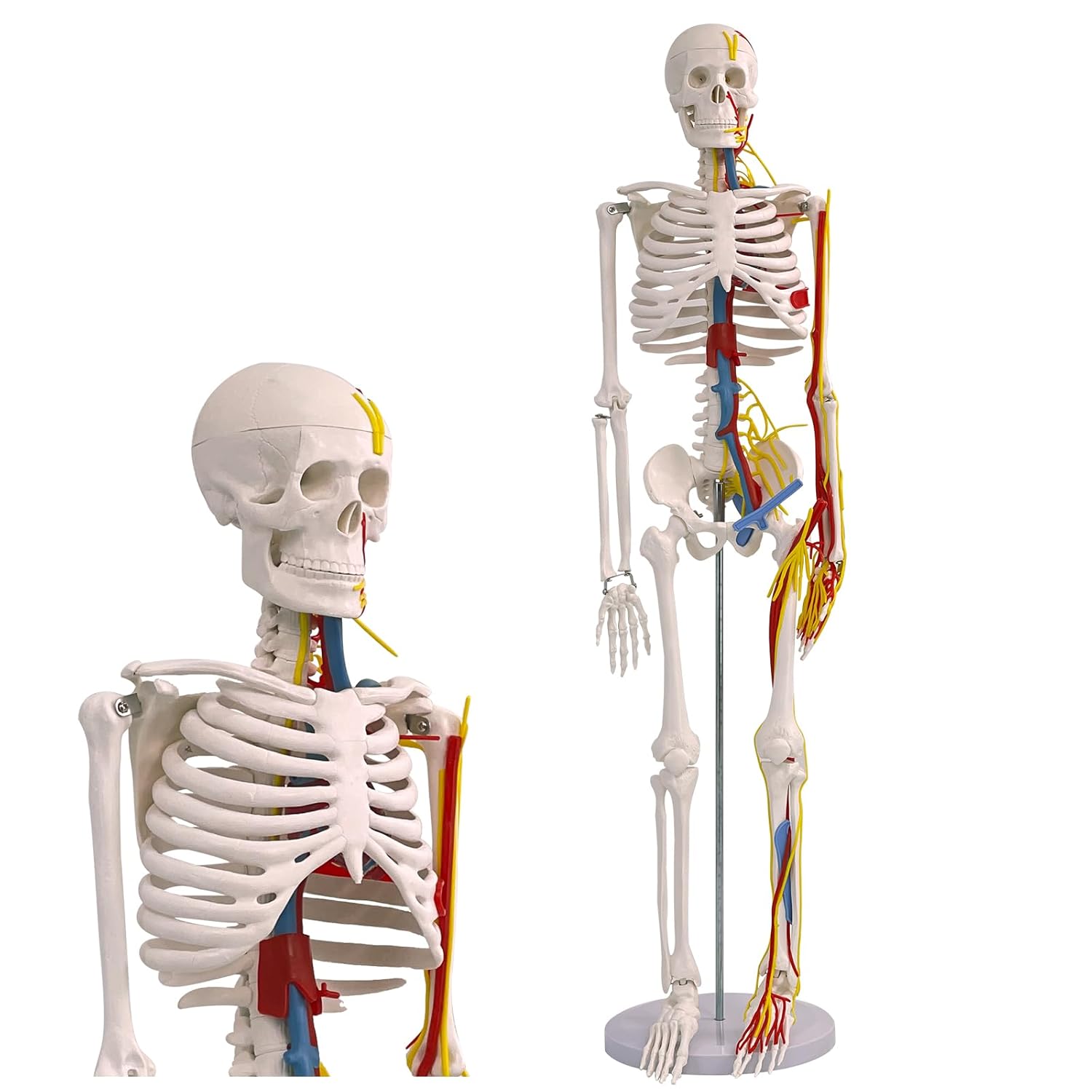 Amazon.com: SFXYJ Human Skeleton Model for Anatomy, 2024 New 33 ...