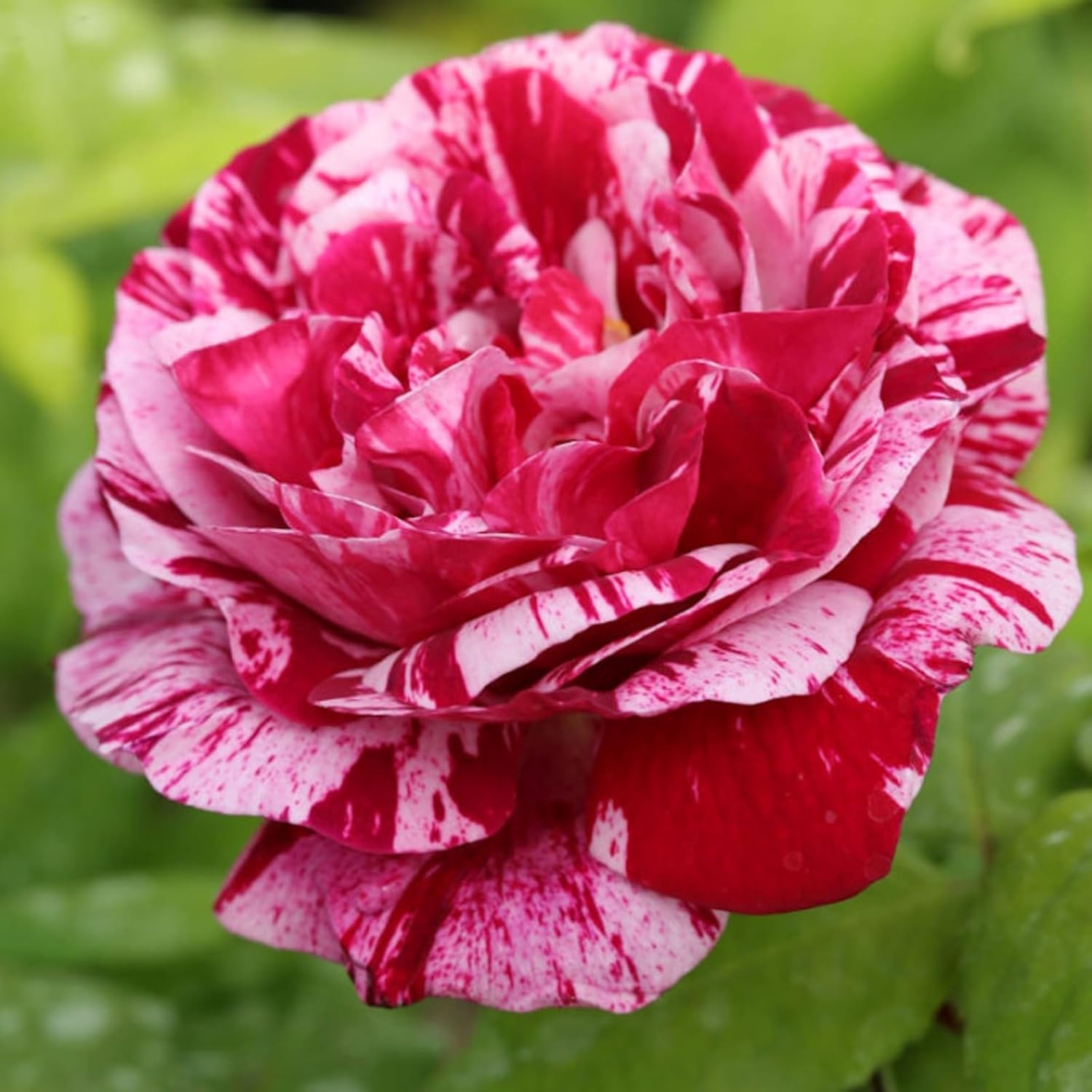Carbeth Plants Rose Bush Ferdinand Pichard - 1 Rose Plant in 3L Pot ...