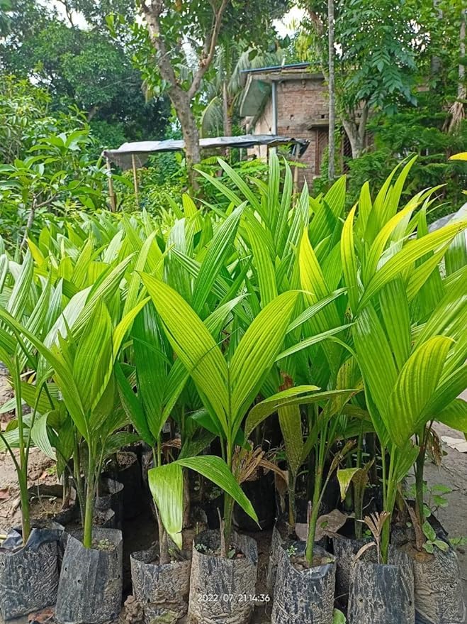 Sky Nursery Betel Nut Tree plant| betel nut supari plant | All Time ...