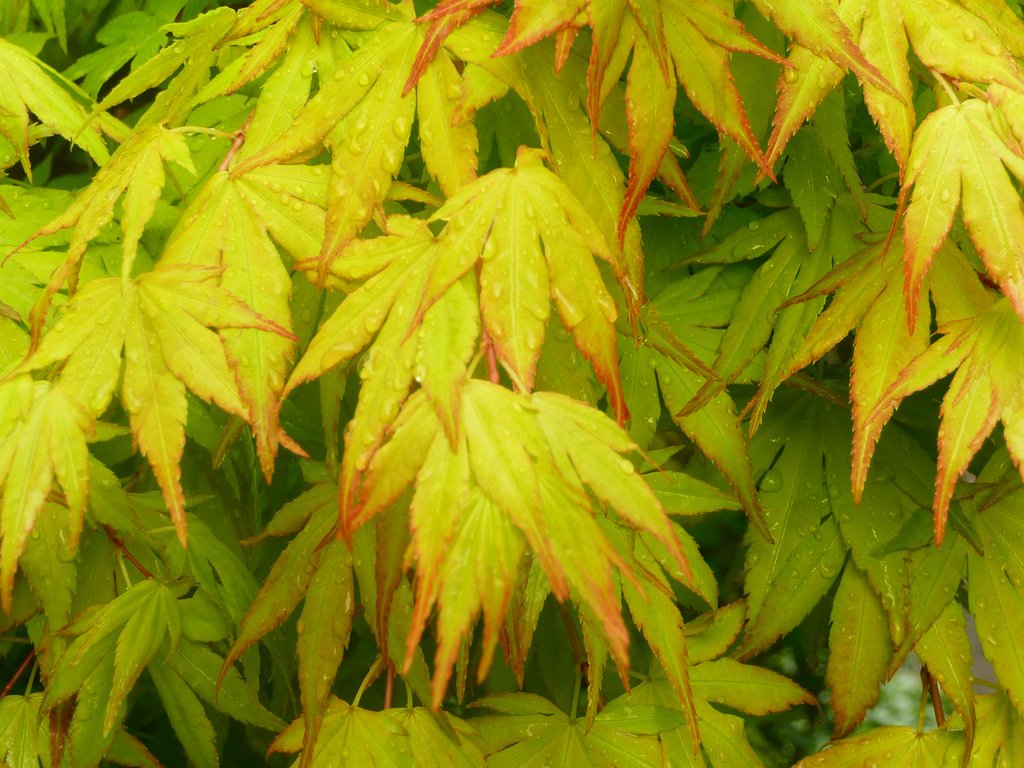 Orange Dream Japanese Maple - Acer palmatum 'Orange Dream' - Stunning ...
