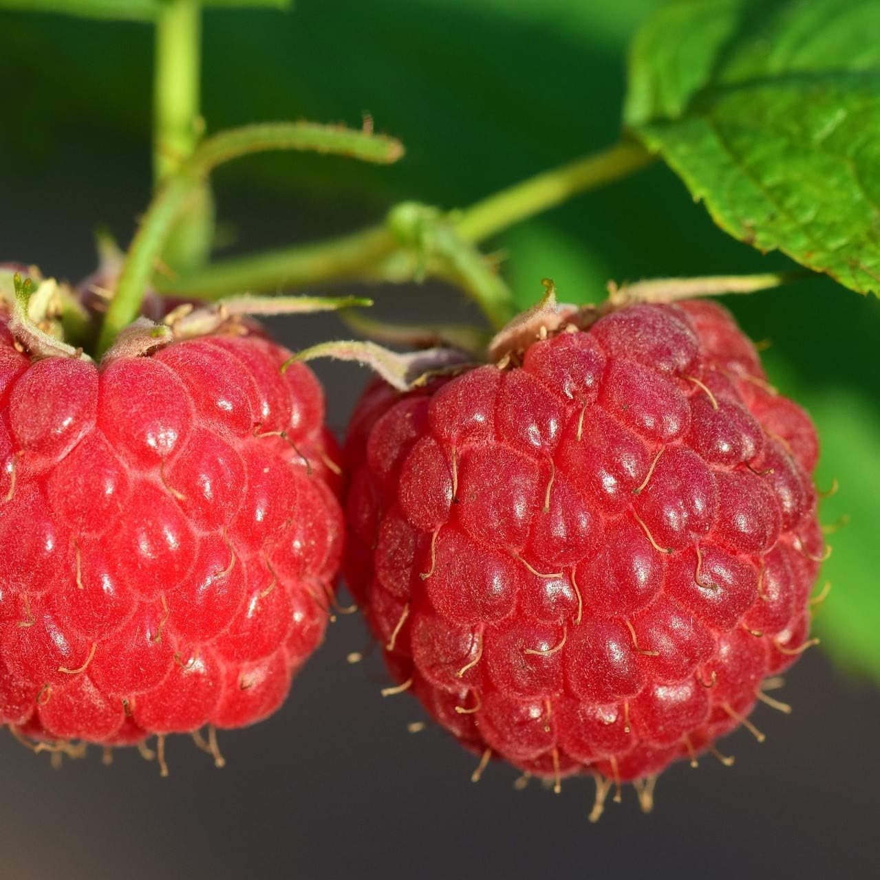 Himbo Top (R) sehr robuste herbsttragende Himbeere Himbeerpflanze ca ...