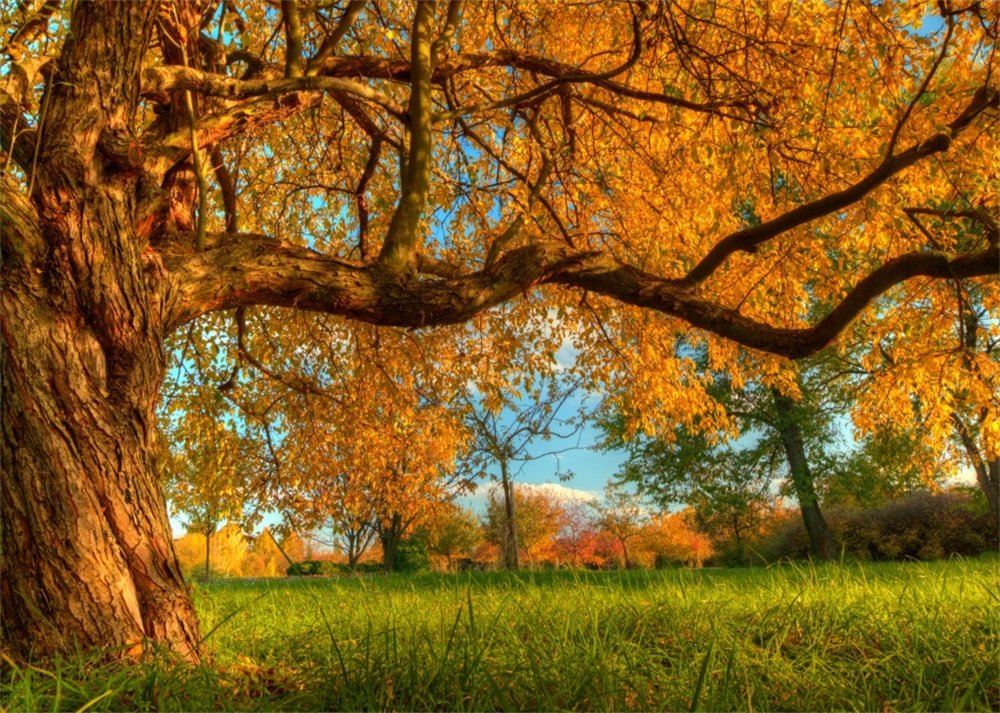 Leowefowa Autumn Tree Backdrop 10x8ft Vinyl Huge Old Trunk Long ...