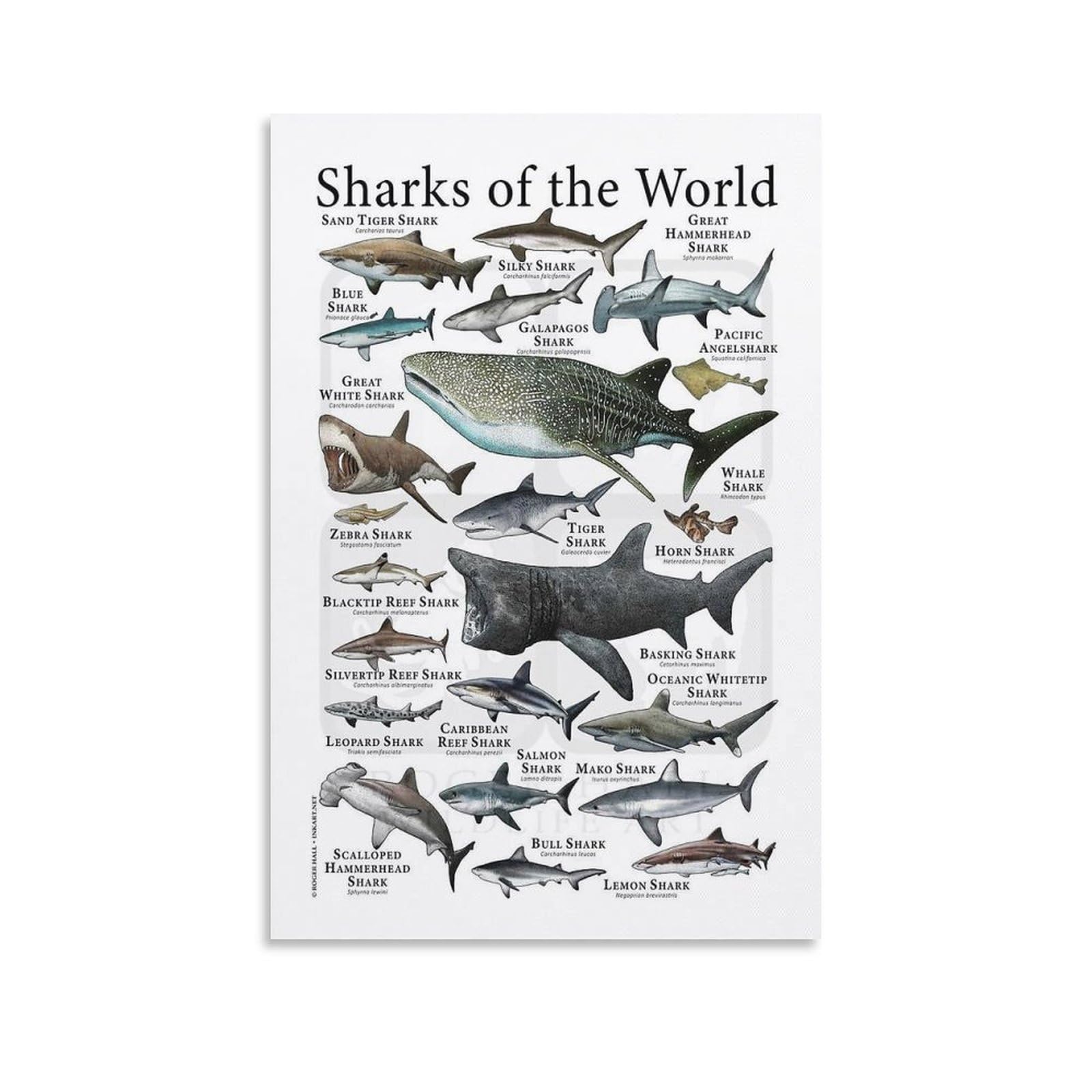Amazon.com: Knowledge Poster Shark Types Wall Decor Canvas Painting ...
