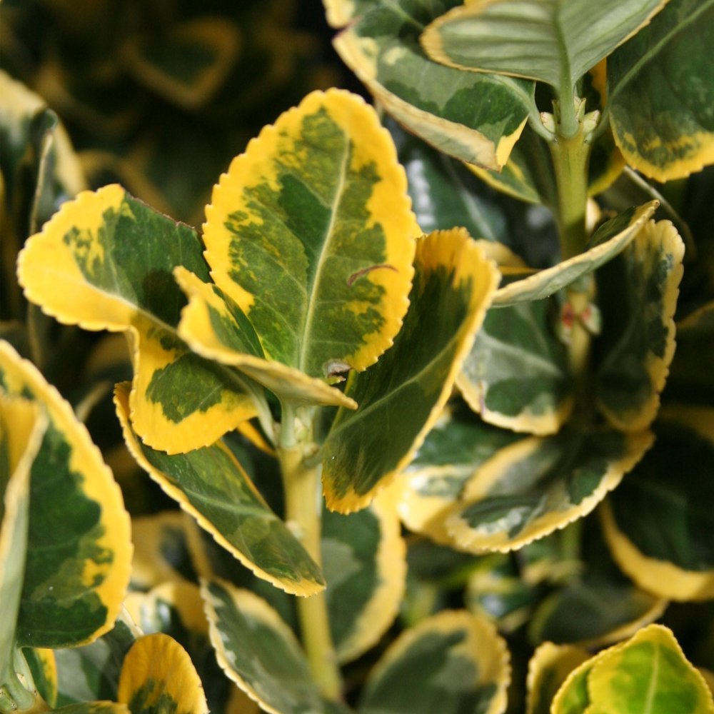 Expoplant Acquista Online Euonymus Japonicus Ovatus