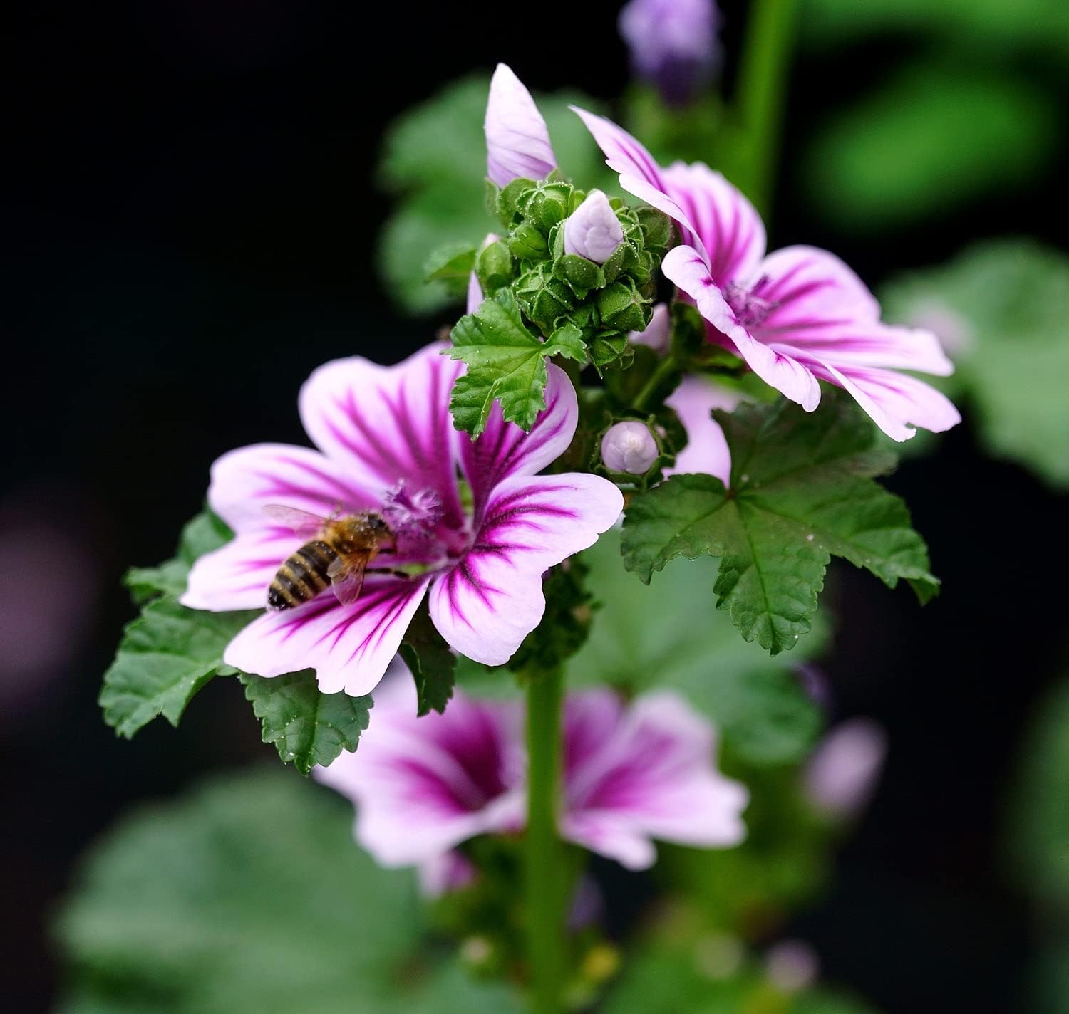 Amazon.com : 500 Mallow Seeds Malva Sylvestris Purple Hollyhock Flower ...