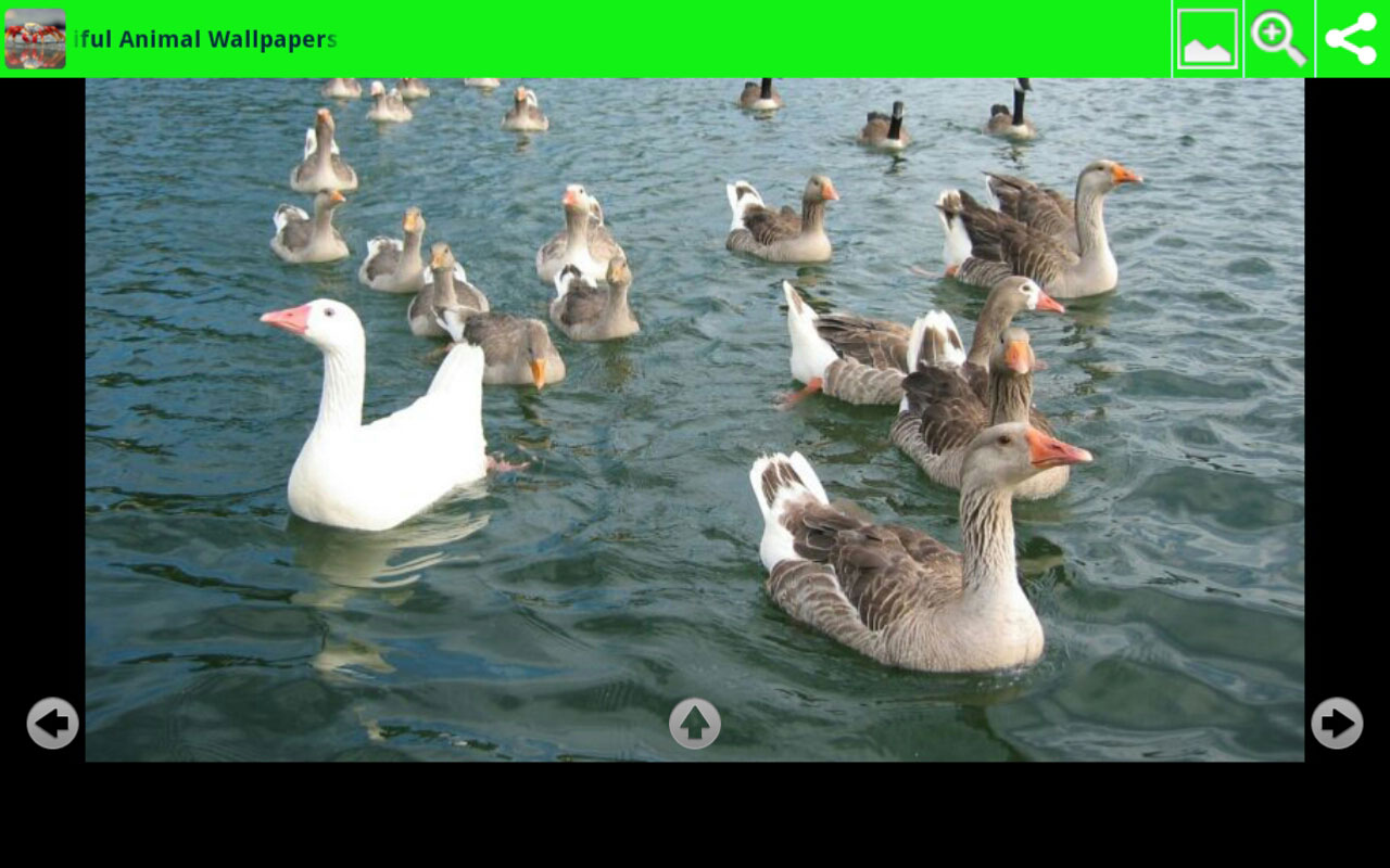 Beautiful Animal Wallpapers - App on Amazon Appstore