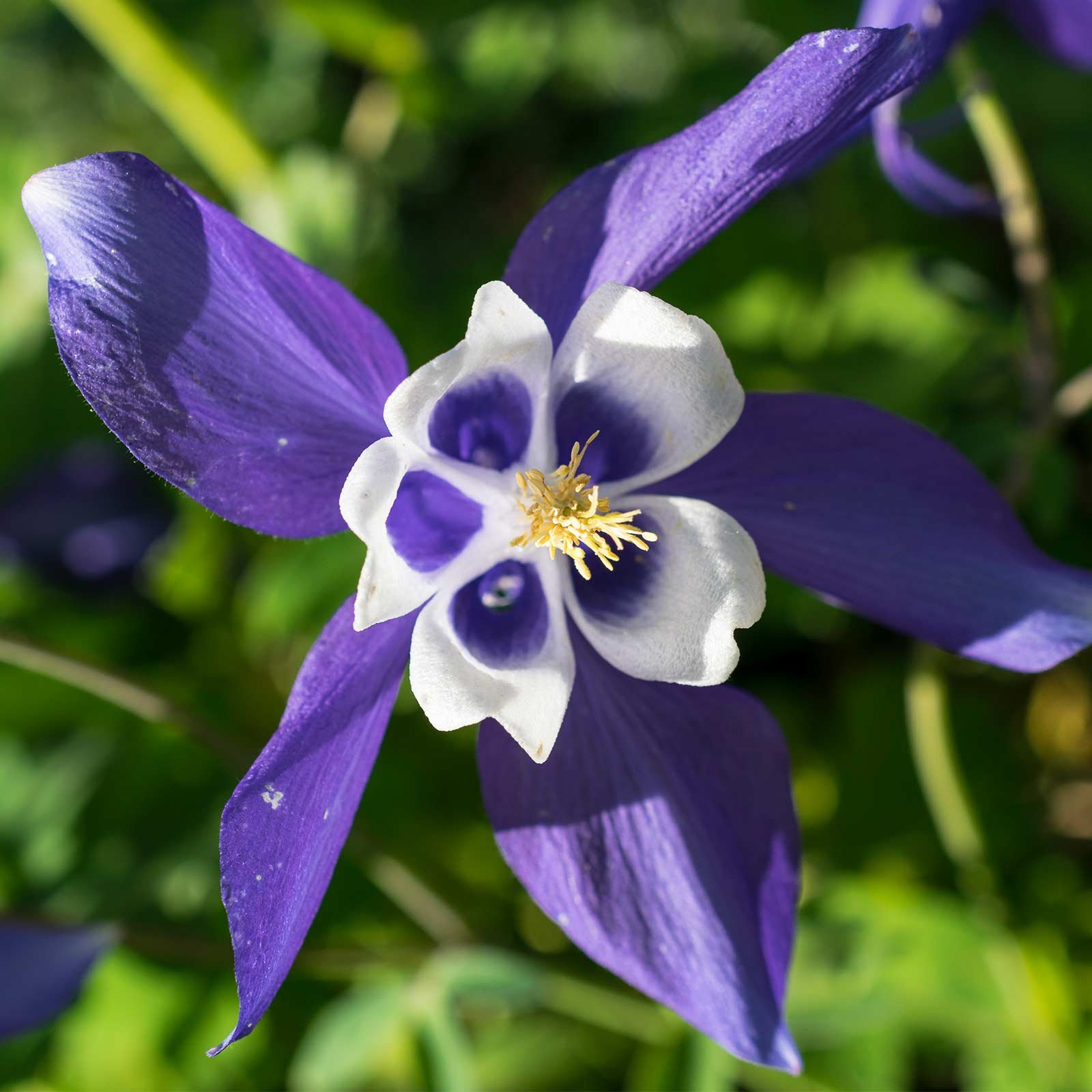 Blue Columbine Flower