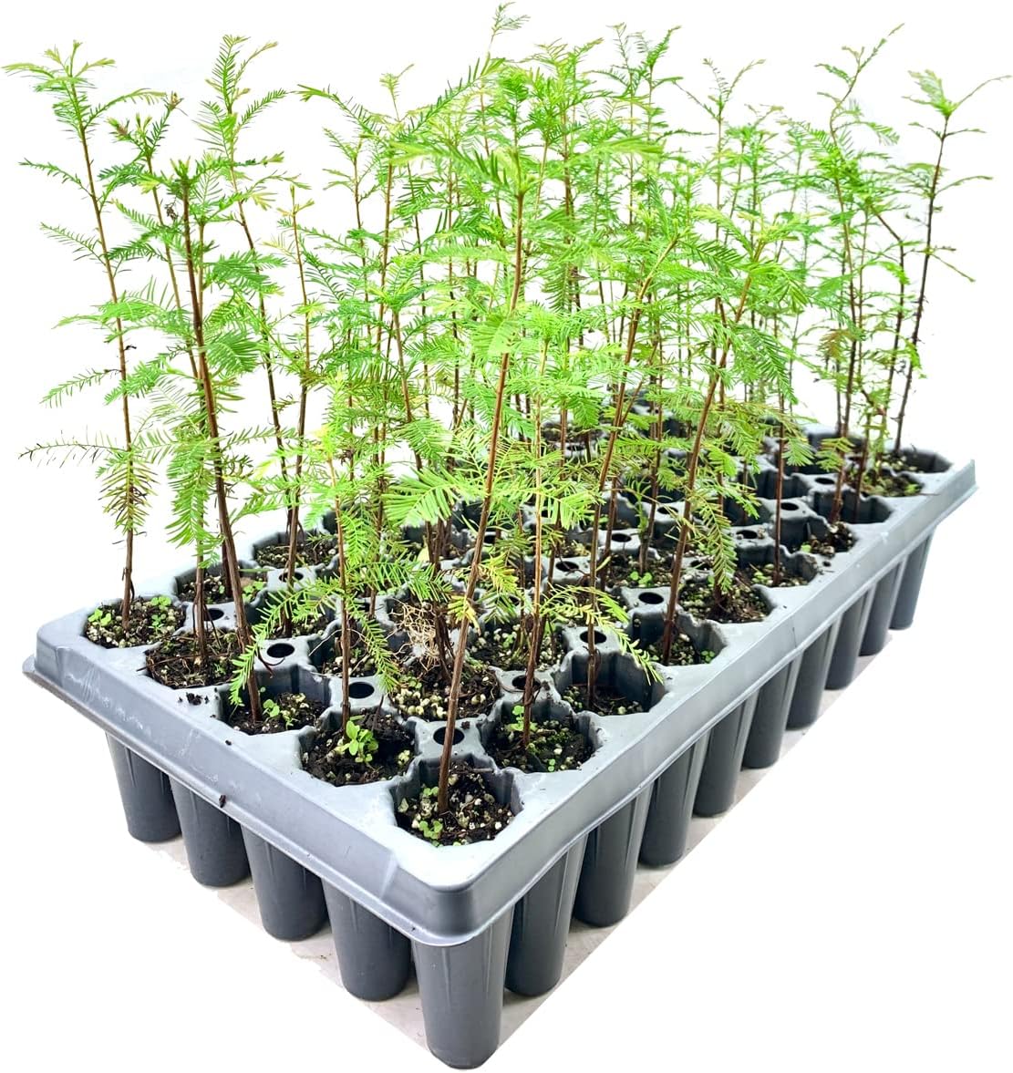 Amazon.com : Judas Tree Seeds for Planting - 20 Seeds - Flowering Tree ...