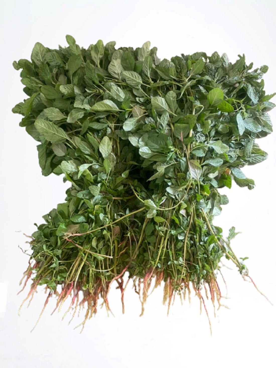 Fresh Tandulja 250g : Amazon.in: Grocery & Gourmet Foods