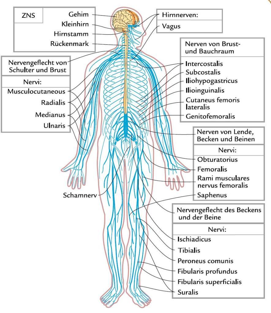VAGUS NERV: Der geheimnisvolle Heiler in uns. Erfahren Sie, wie die ...