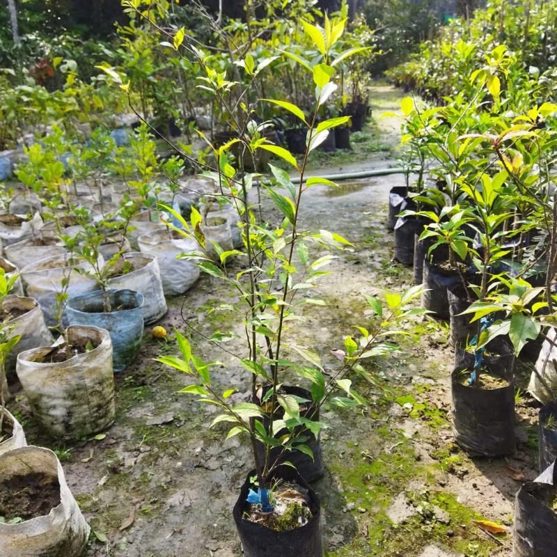 Cloud Farm Exotic Live Grafted Plum (Aalu bukhara/Aloo bukhara ...