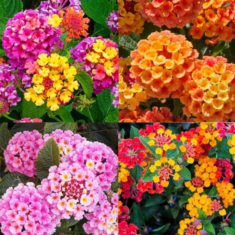 Amazon.com : 300+Mix Lantana Seeds for Planting-Perennial Lantana Camara Seeds Planting Flowers ...