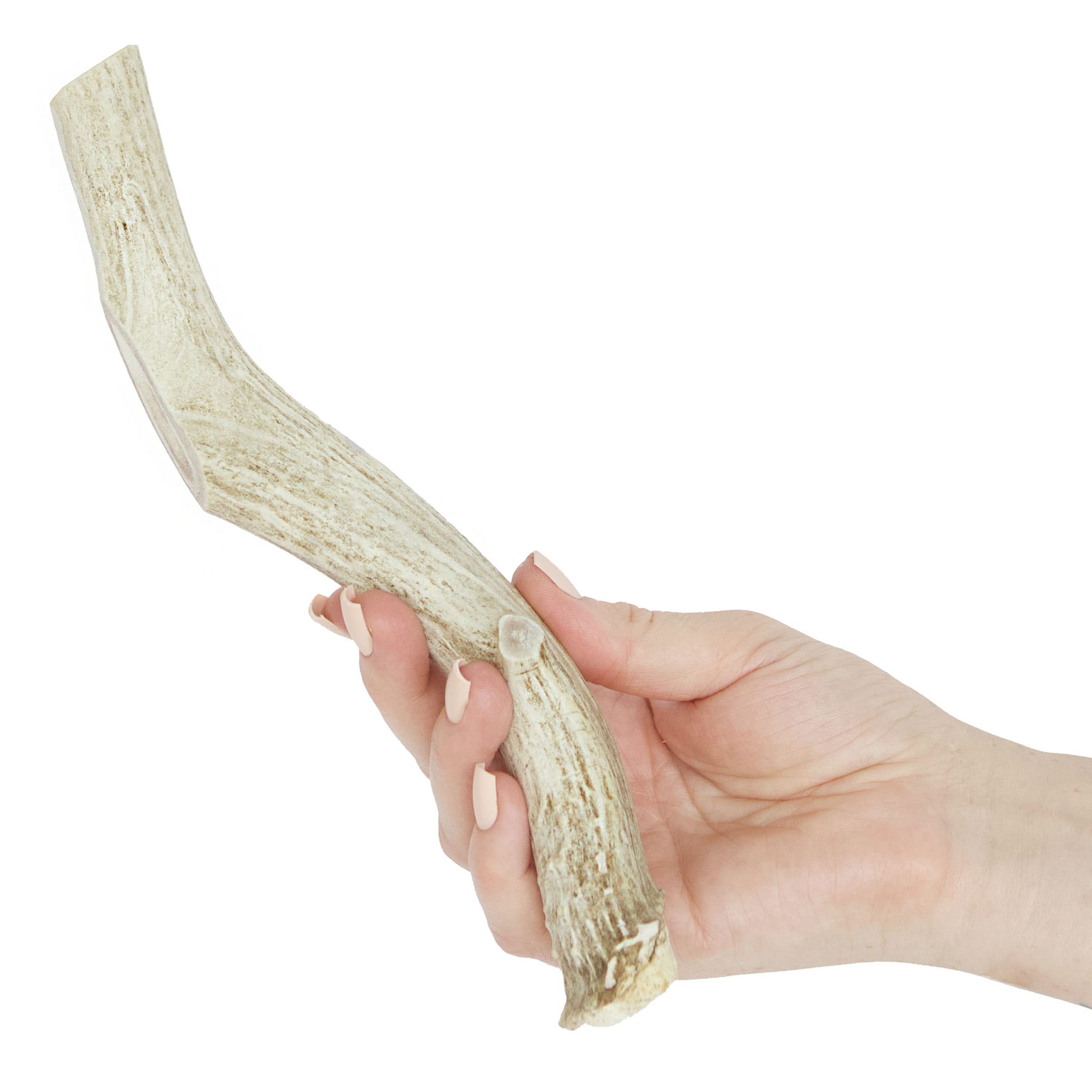 Are Prairie Dog Antlers Safe For Dogs