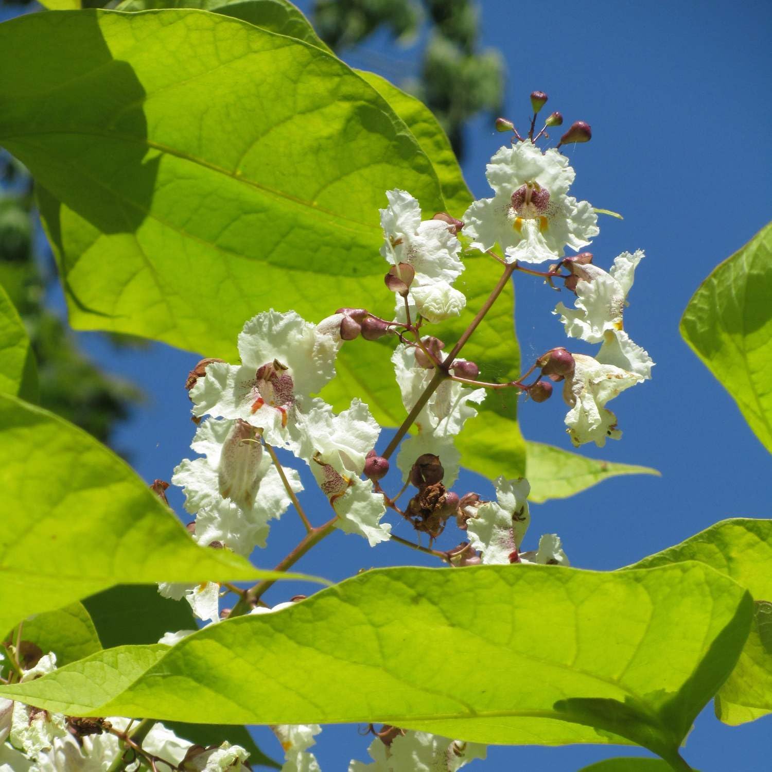 Amazon.com : 8 Pack of 70 Seeds - Catalpa Speciosa Seeds, Cigar Tree Seeds for Planting Hardy ...