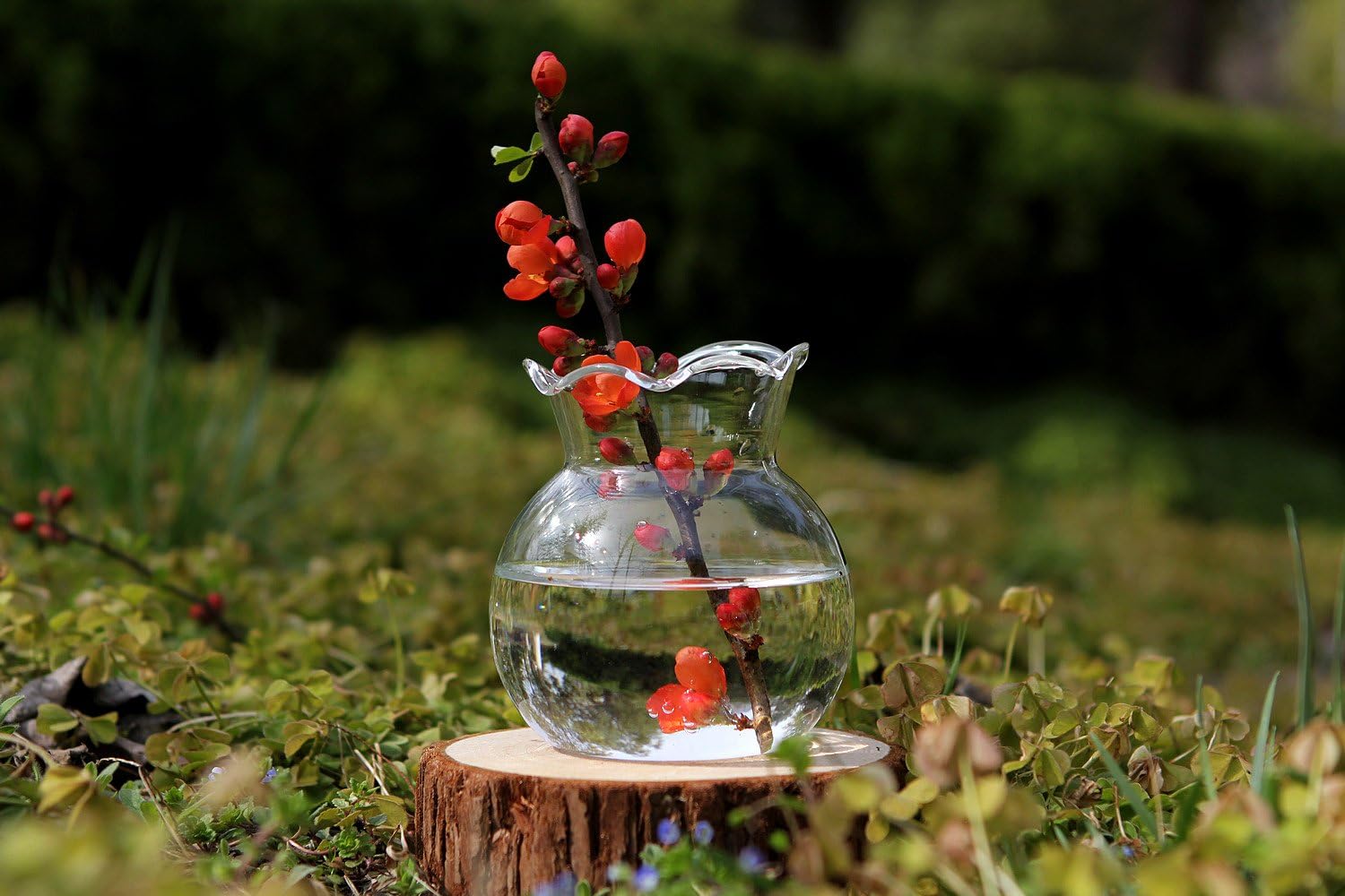 Amazon.com: Mini Clear Glass Vase Desktop Vase Wedding Centerpieces ...