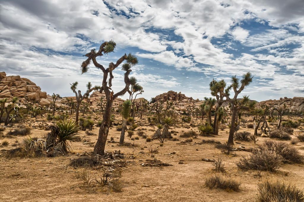 Amazon.com: Joshua Trees Against Cloudy Sky Joshua Tree National Park ...