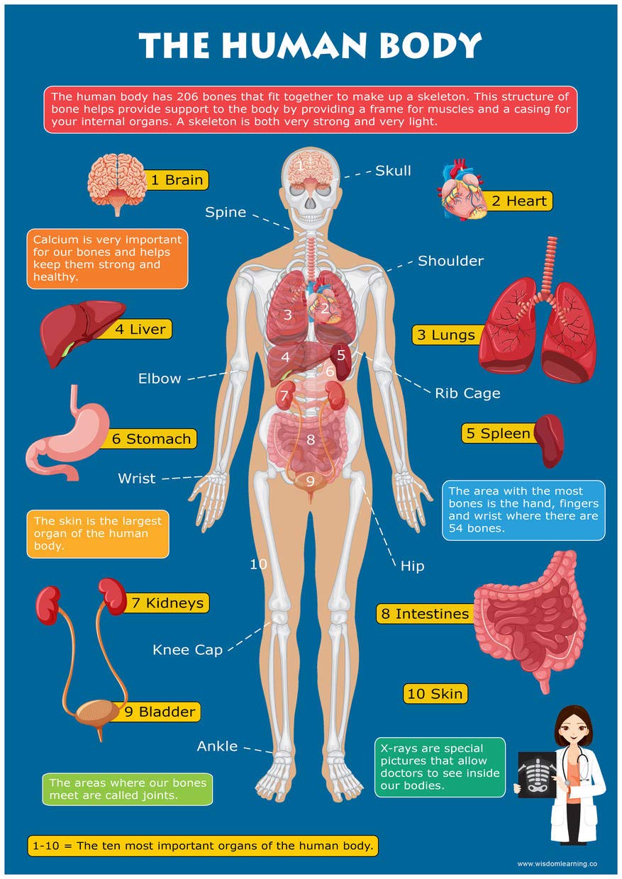 Buy Kids Learn The Human Body Skeleton Organs Educational Toddlers