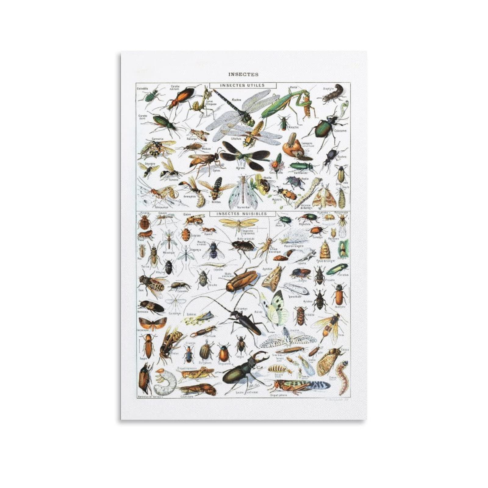 Amazon.com: ENBIDAVI Vintage Various beneficial&Pests insects Poster ...
