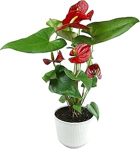 Amazon.com: Altman Plants Red Anthurium Live Plant Decor in 6 Inch White Plastic Plant Pot, Easy ...