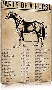 Amazon.com: Brain Knowledge Drain Dissection Diagram Funny Poster ...