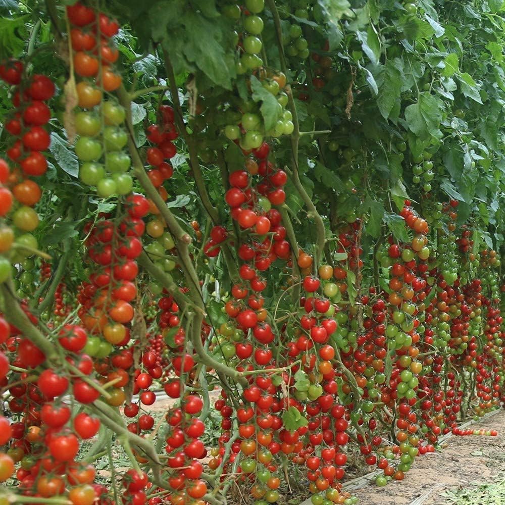 Viridis Hortus - 3 x Tomato Tumbling Tom Red Plug Plants (3 x Plug ...