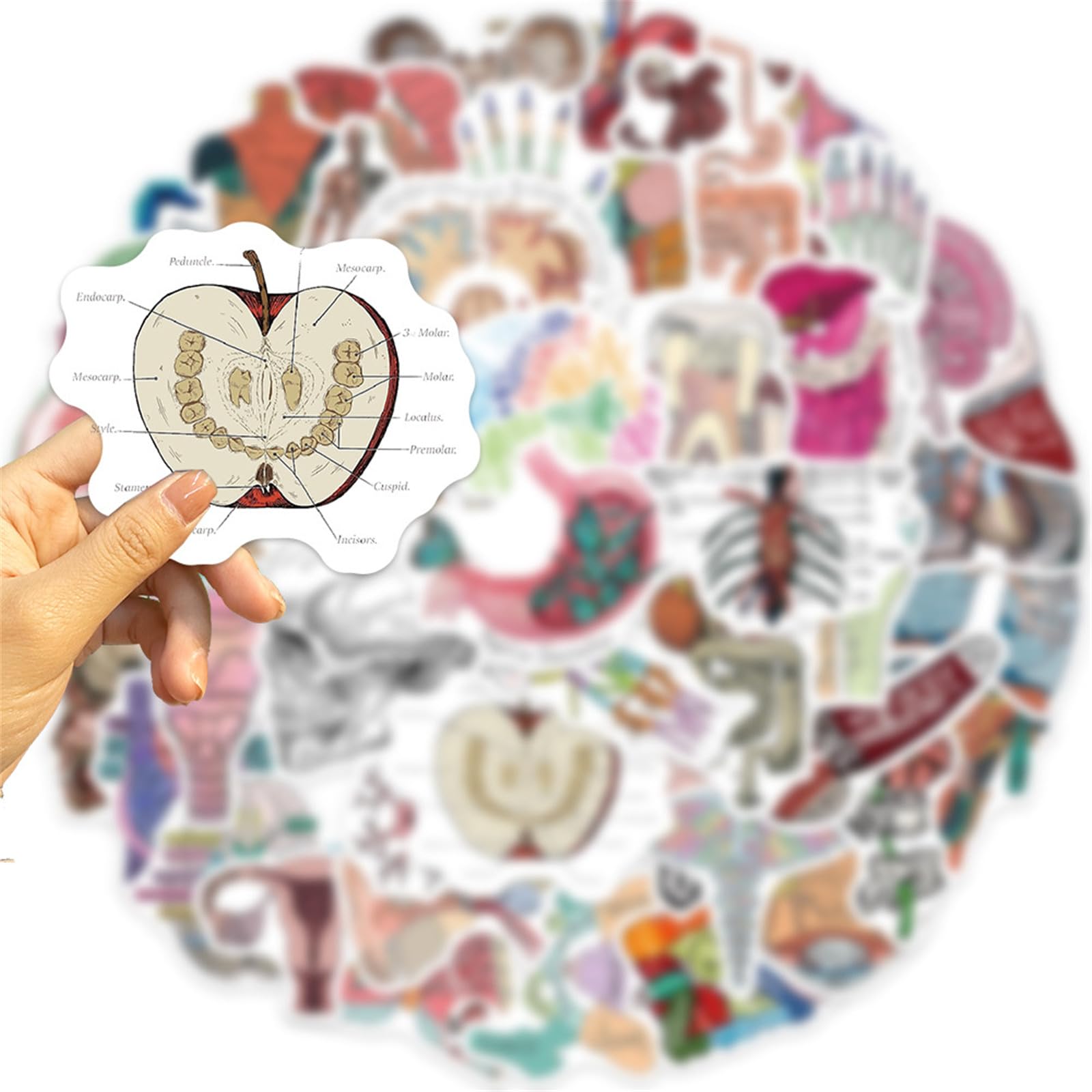 Snapklik.com : 50Pcs Human Anatomy Stickers Decal, Waterproof Vinyl ...