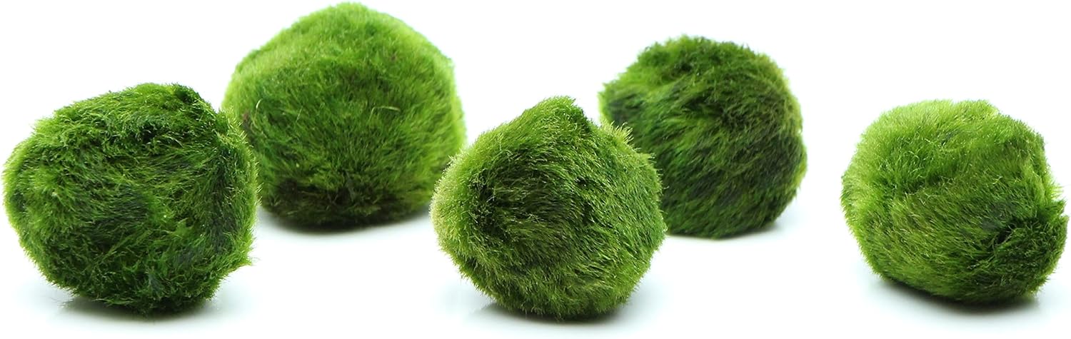 k2aqua 5 Marimo Moss Balls, Always Fresh Live Aquarium Plant, Cladophora aegagropila : Amazon.co ...