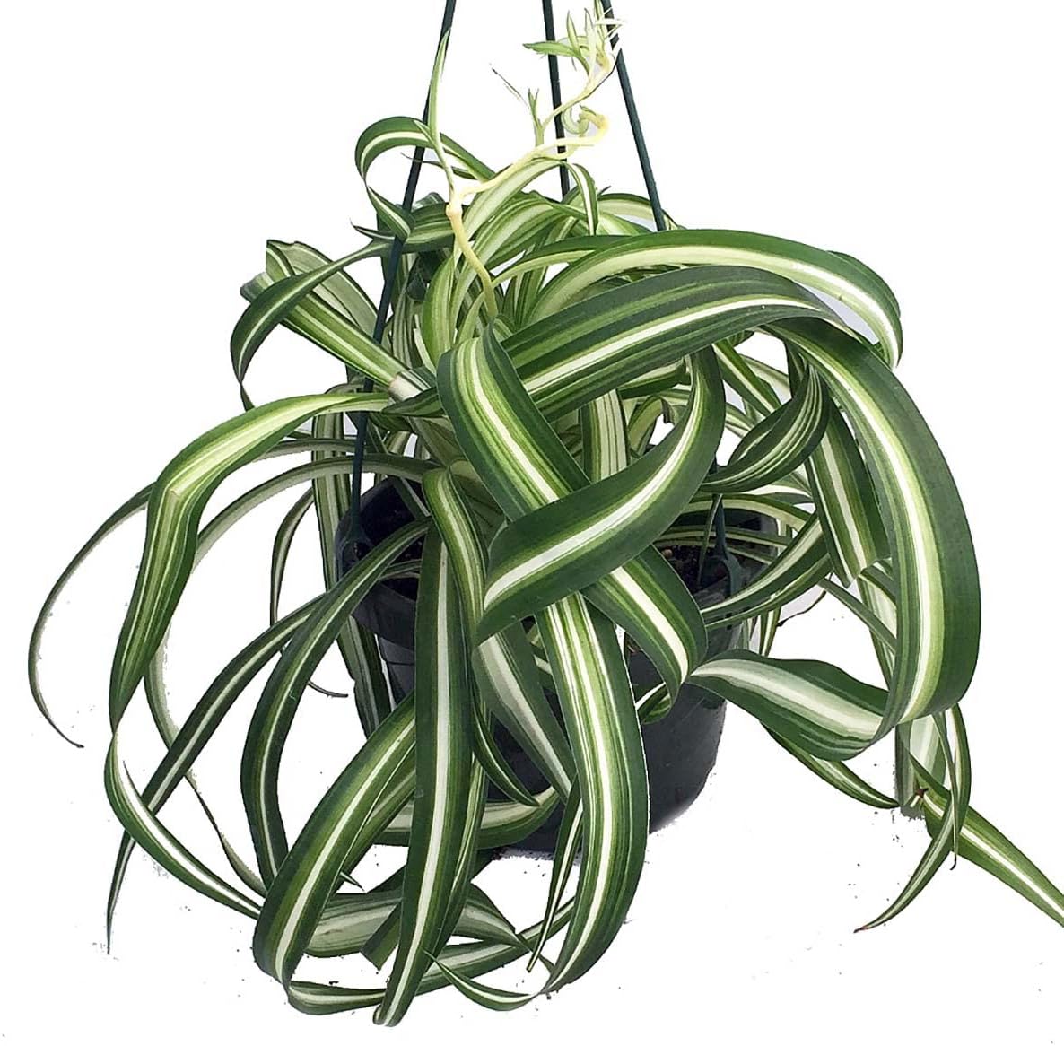 Amazon.com : JM BAMBOO Ocean Spider Plant - Easy to Grow -4" Pot Cleans ...