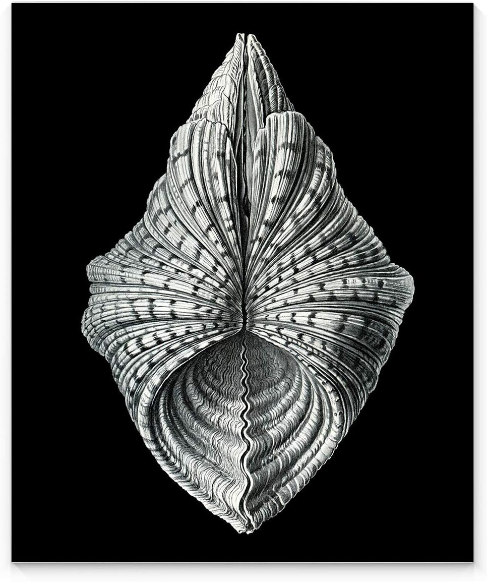 Amazon.com: SeaShell Decor, Black and White Shell Wall Art, 11"x14 ...